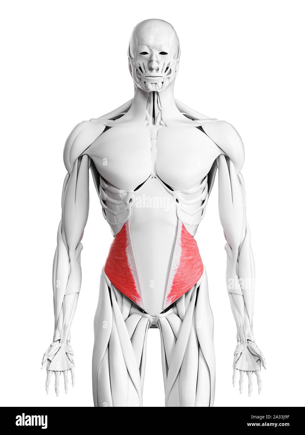 Internal oblique muscle, illustration Stock Photo - Alamy