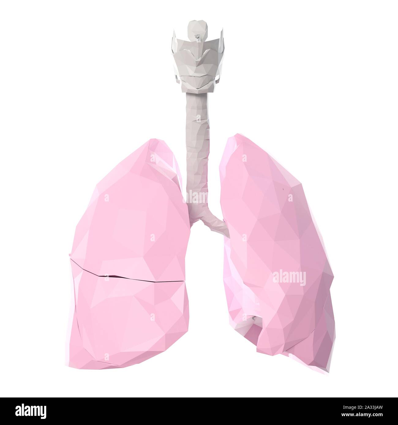 Lungs trachea bronchioles bronchi Cut Out Stock Images & Pictures - Alamy