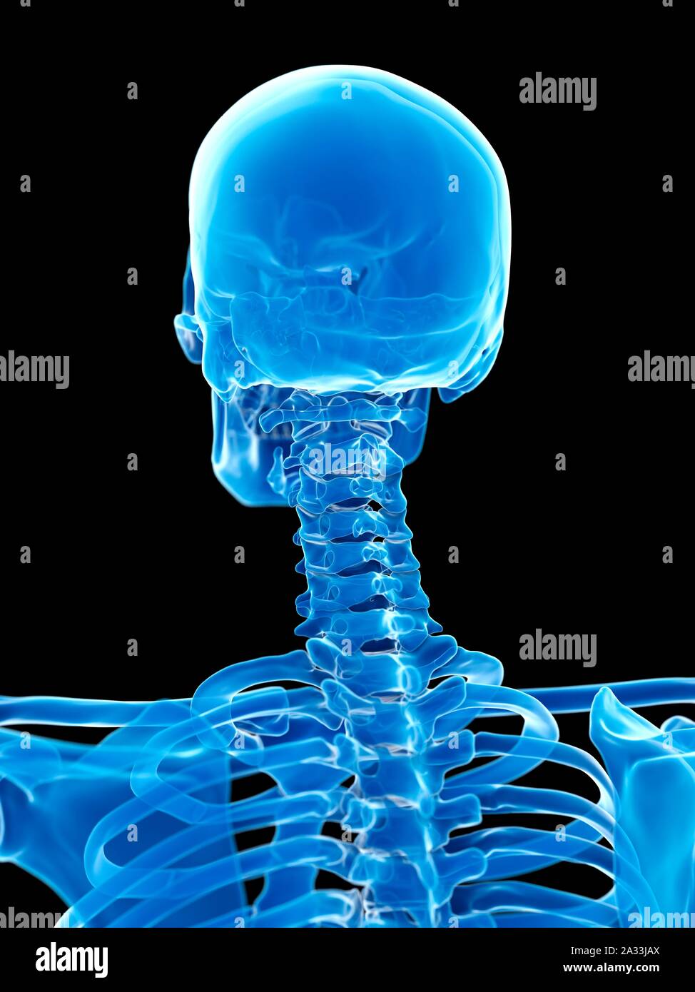 Neck bones, illustration Stock Photo - Alamy