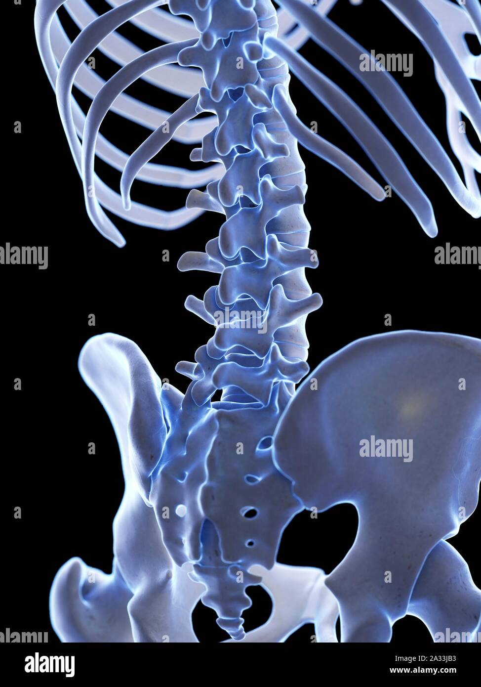 Lumbar spine, illustration Stock Photo - Alamy