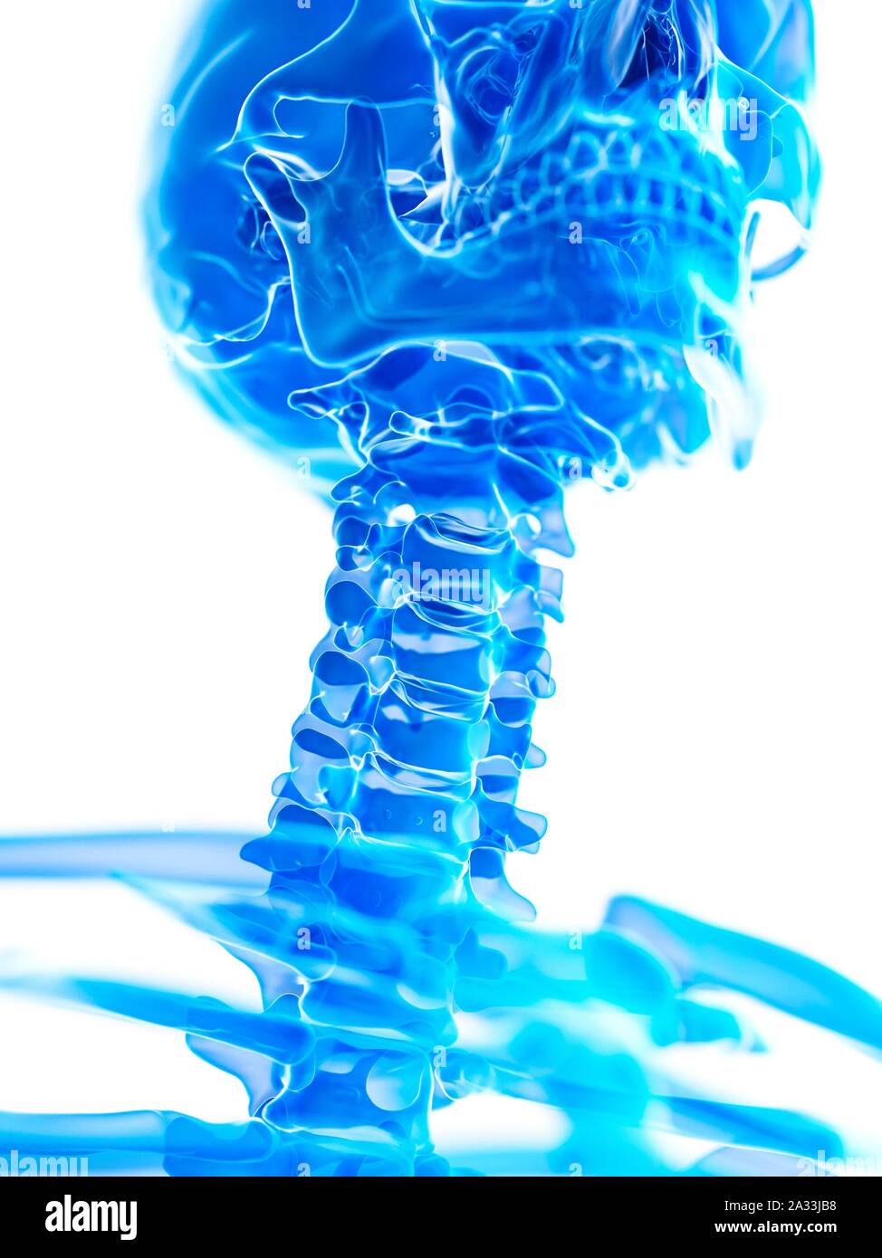 Neck bones, illustration Stock Photo - Alamy