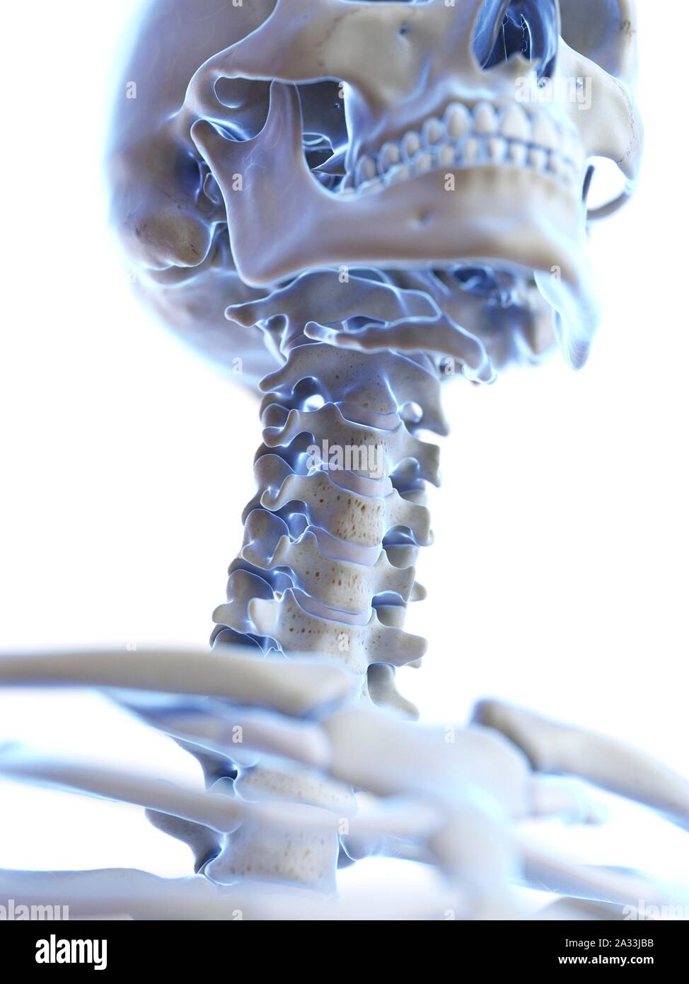 Neck bones, illustration Stock Photo - Alamy