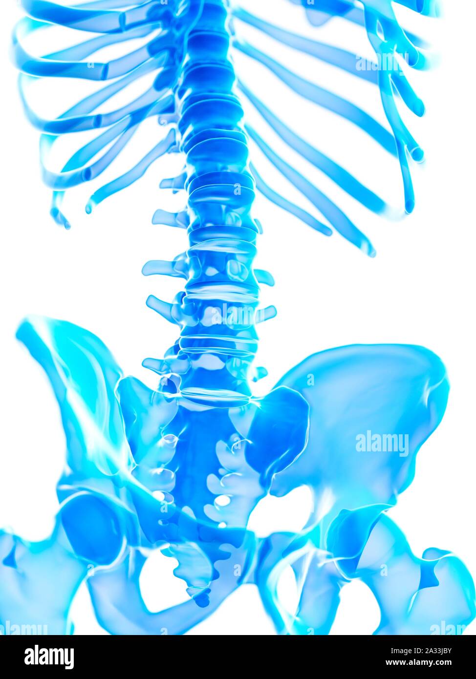Lumbar spine, illustration Stock Photo - Alamy