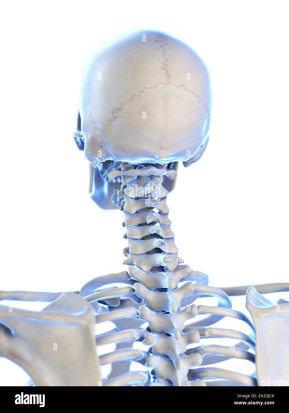 Neck bones, illustration Stock Photo - Alamy