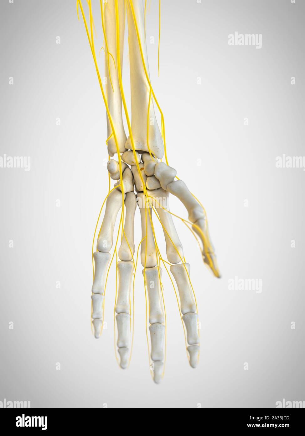 Nerves of the hand, illustration Stock Photo - Alamy
