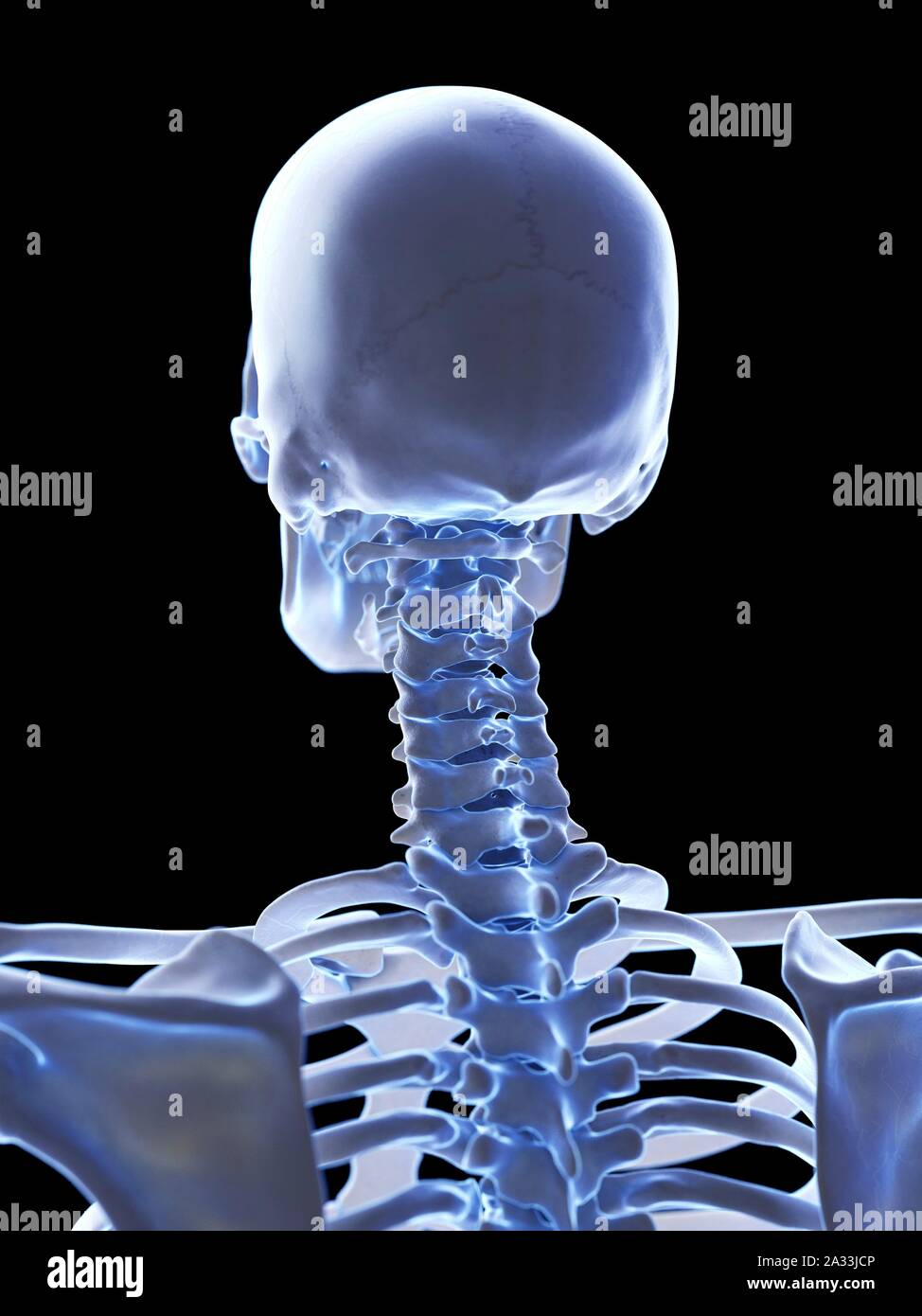 Neck bones, illustration Stock Photo - Alamy