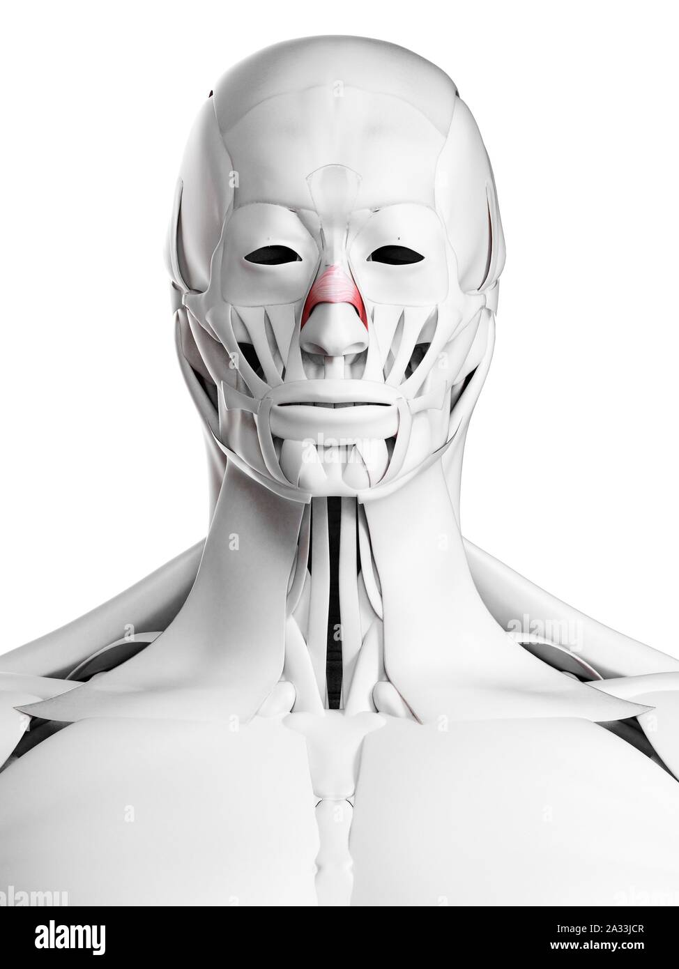 Nasalis muscle hi-res stock photography and images - Alamy