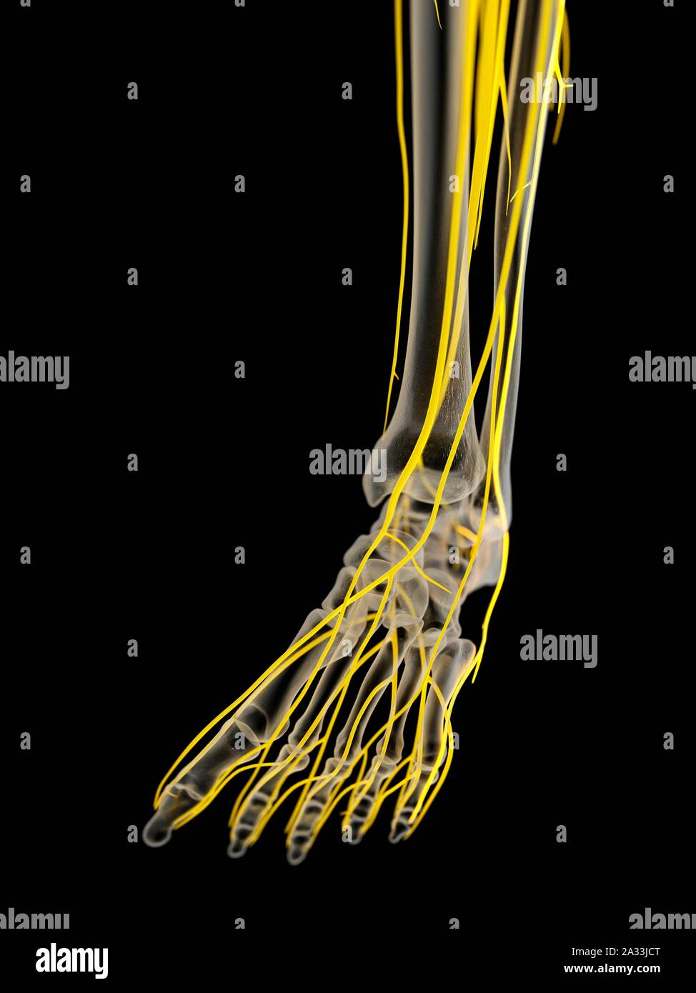 Nerves of the foot, illustration Stock Photo - Alamy