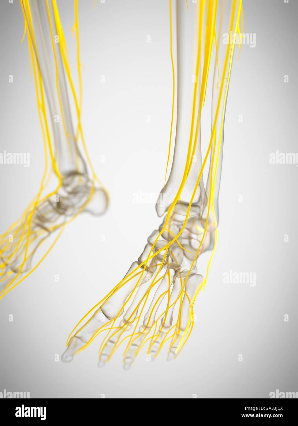 Nerves of the foot, illustration Stock Photo - Alamy