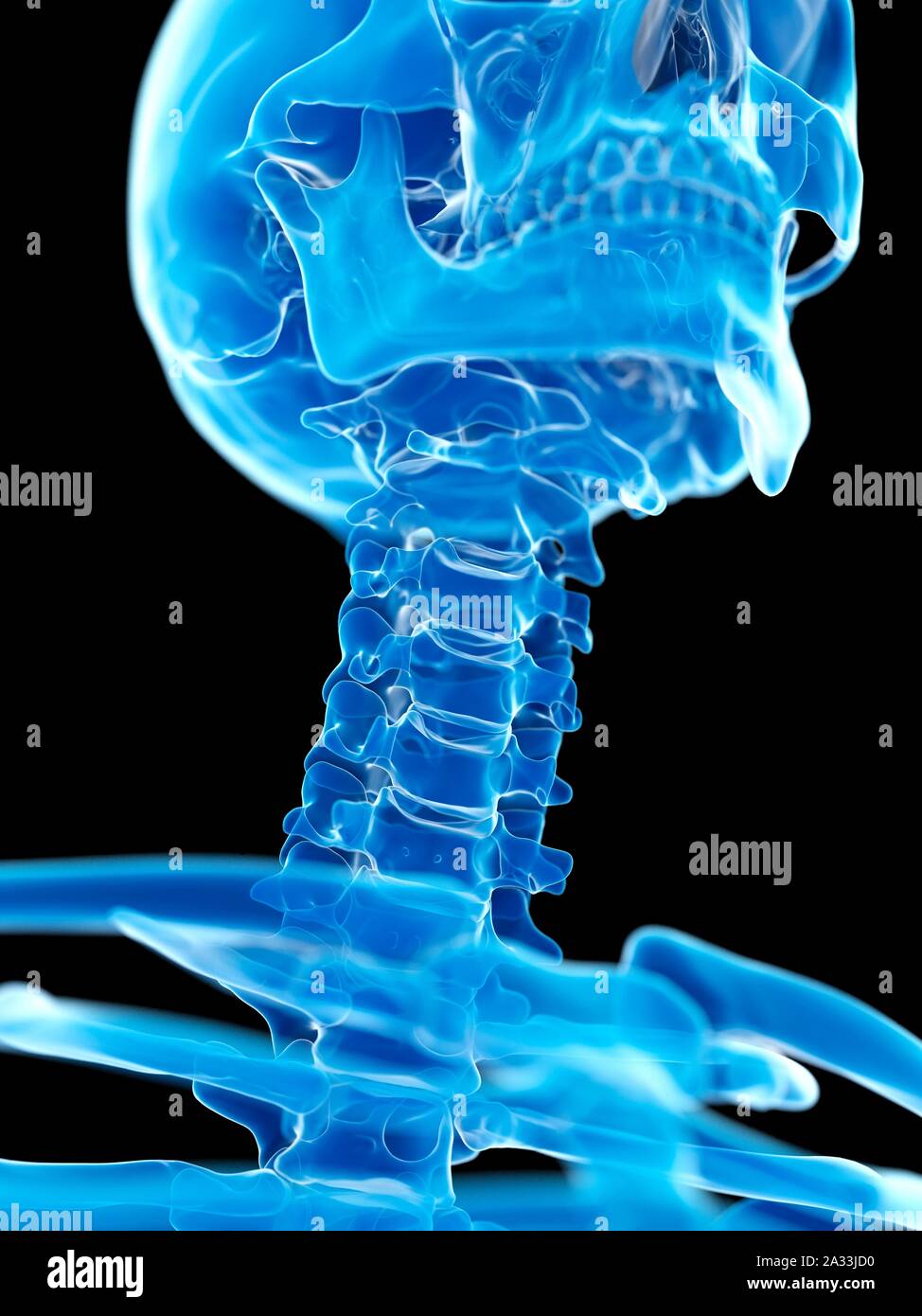 Neck bones, illustration Stock Photo - Alamy
