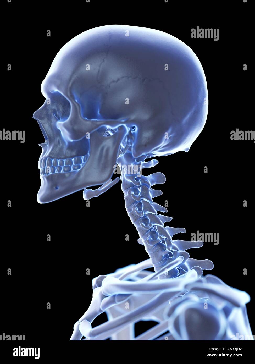 Neck bones, illustration Stock Photo - Alamy