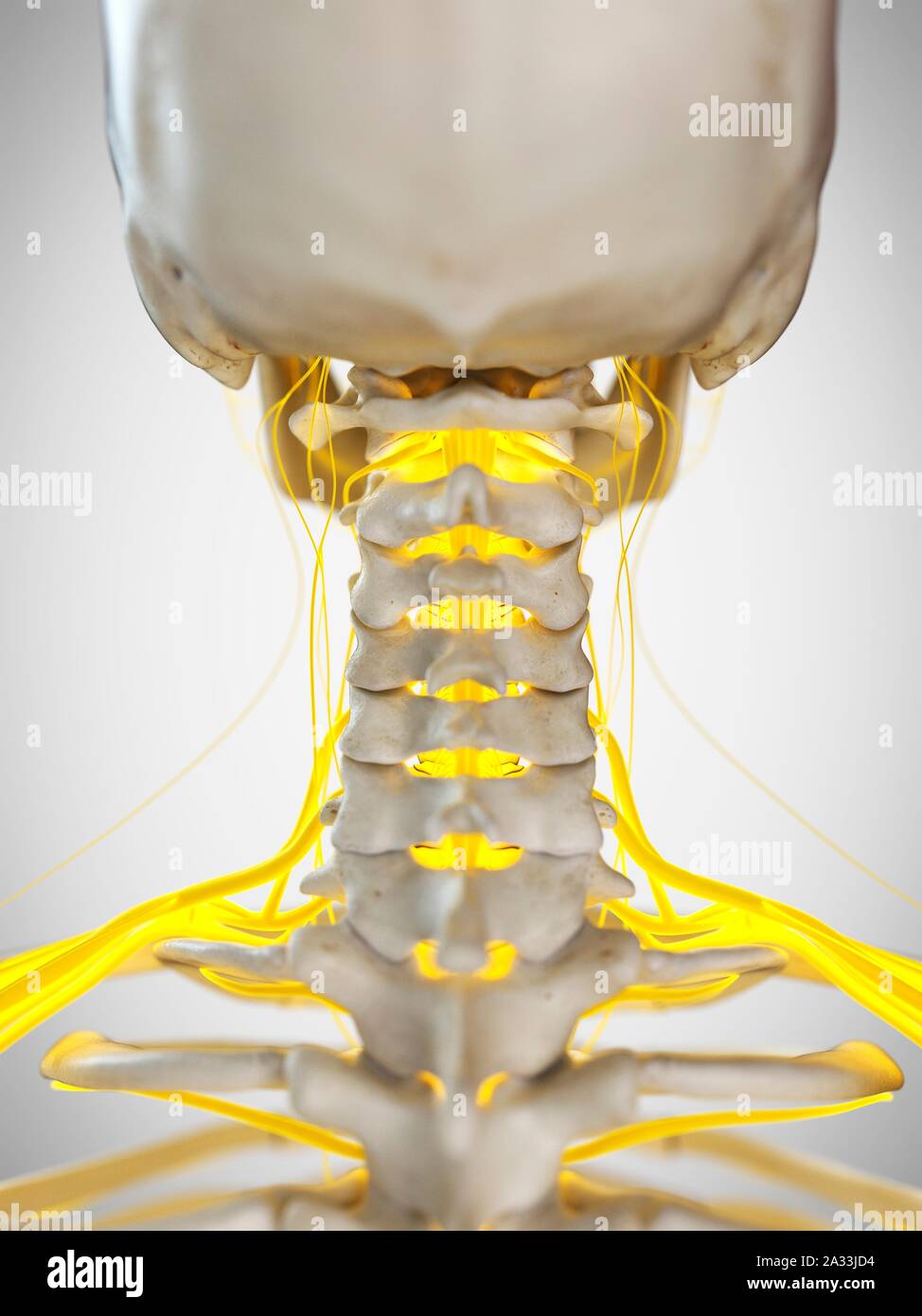 Nerves of the neck, illustration Stock Photo - Alamy