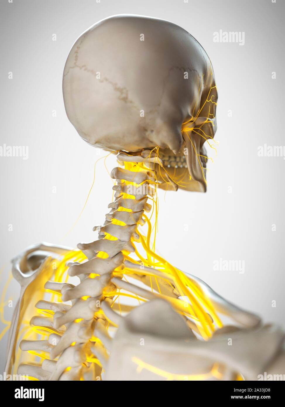Nerves of the neck, illustration Stock Photo - Alamy