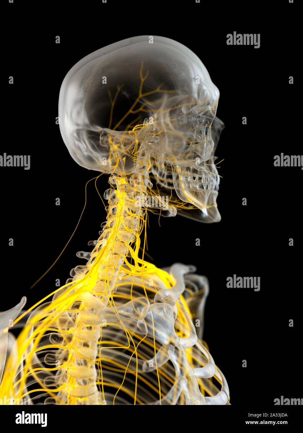 Nerves of the neck, illustration Stock Photo - Alamy