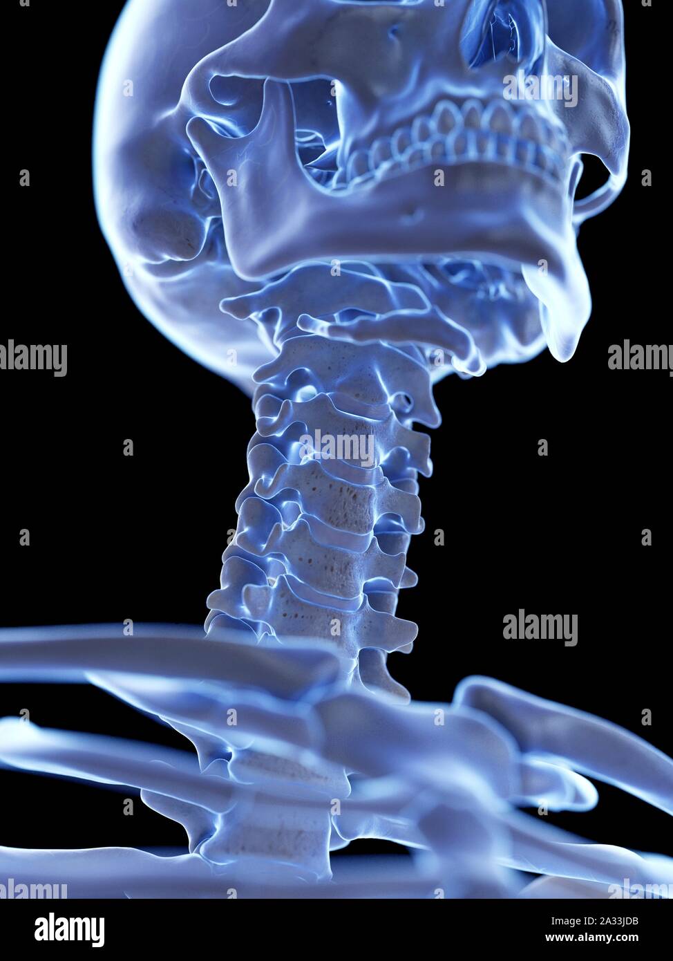 Neck bones, illustration Stock Photo - Alamy