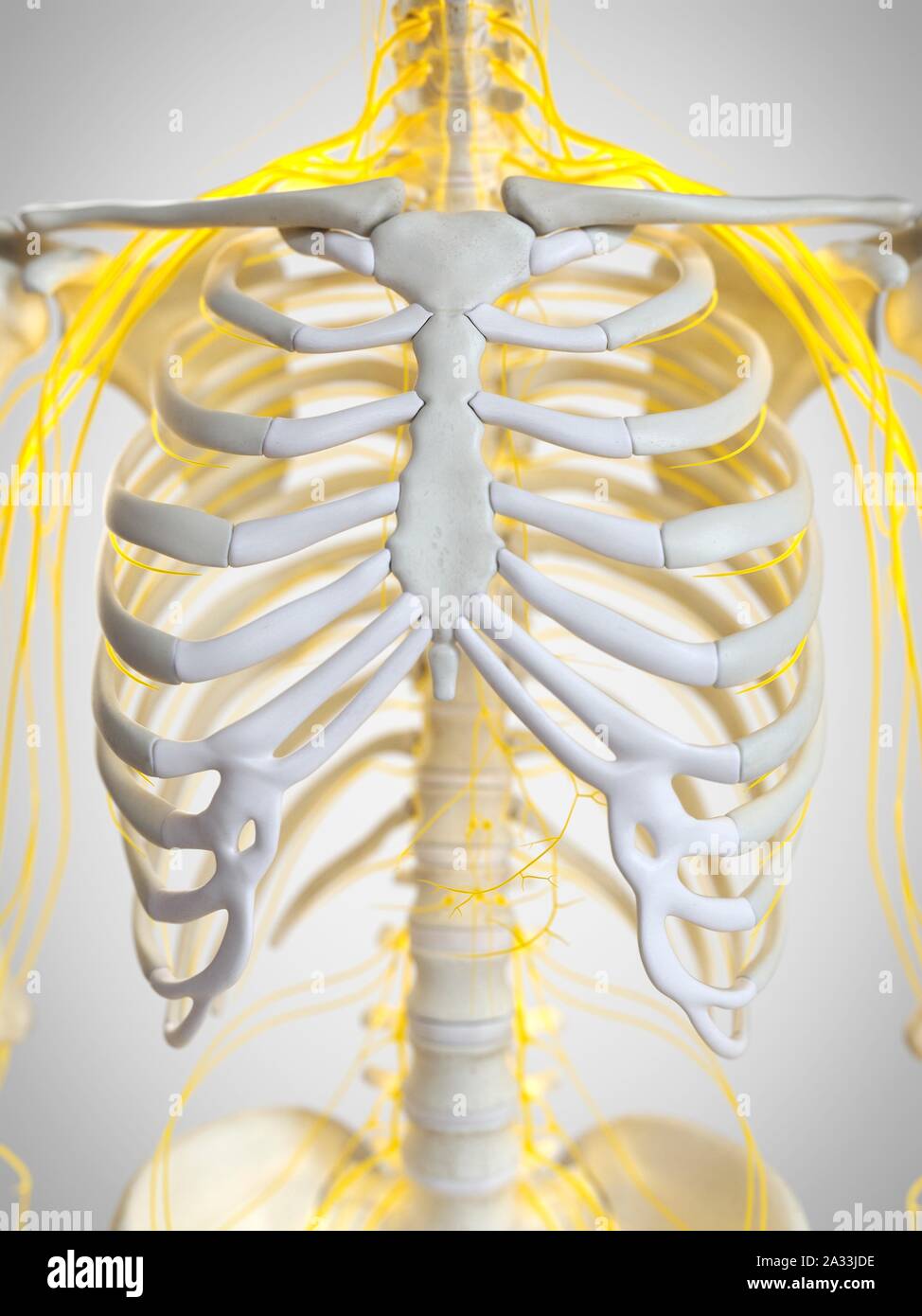 Nerves of the thorax, illustration Stock Photo - Alamy