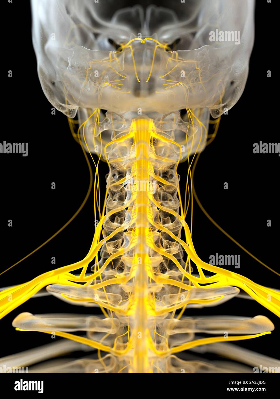 Nerves of the neck, illustration Stock Photo - Alamy