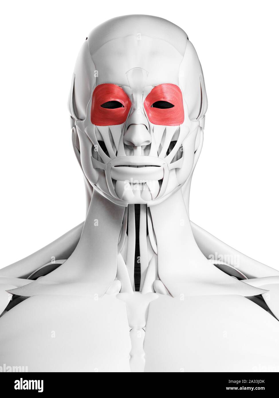 Orbicularis oculi muscle, illustration Stock Photo - Alamy