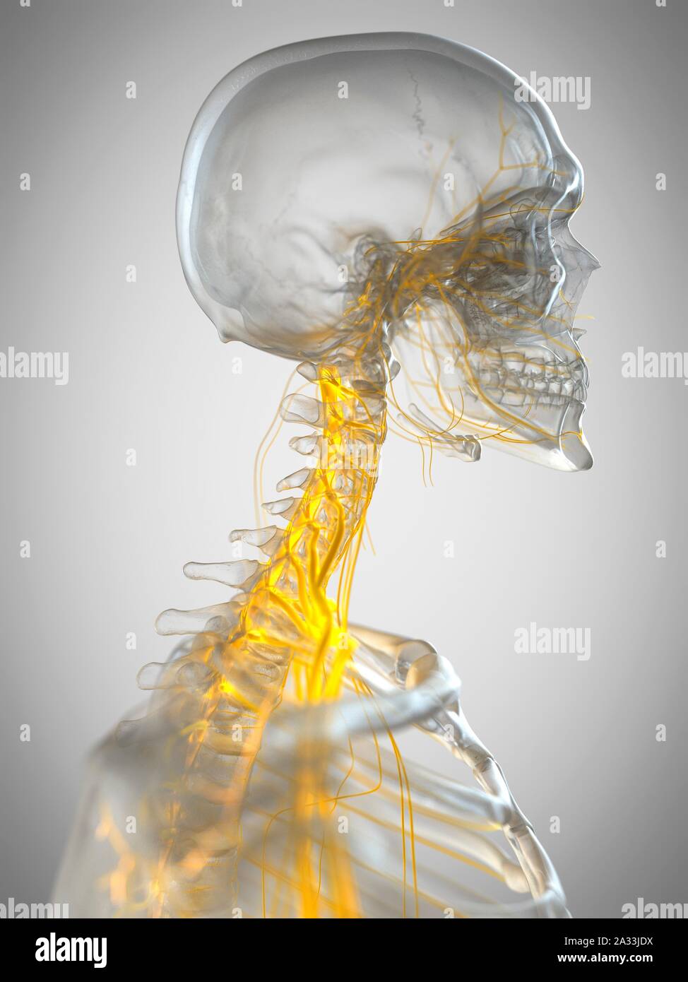 Nerves of the neck, illustration Stock Photo - Alamy