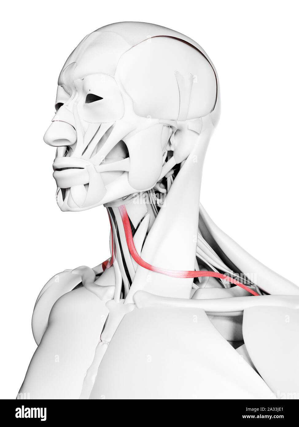 Omohyoid muscle, illustration Stock Photo - Alamy