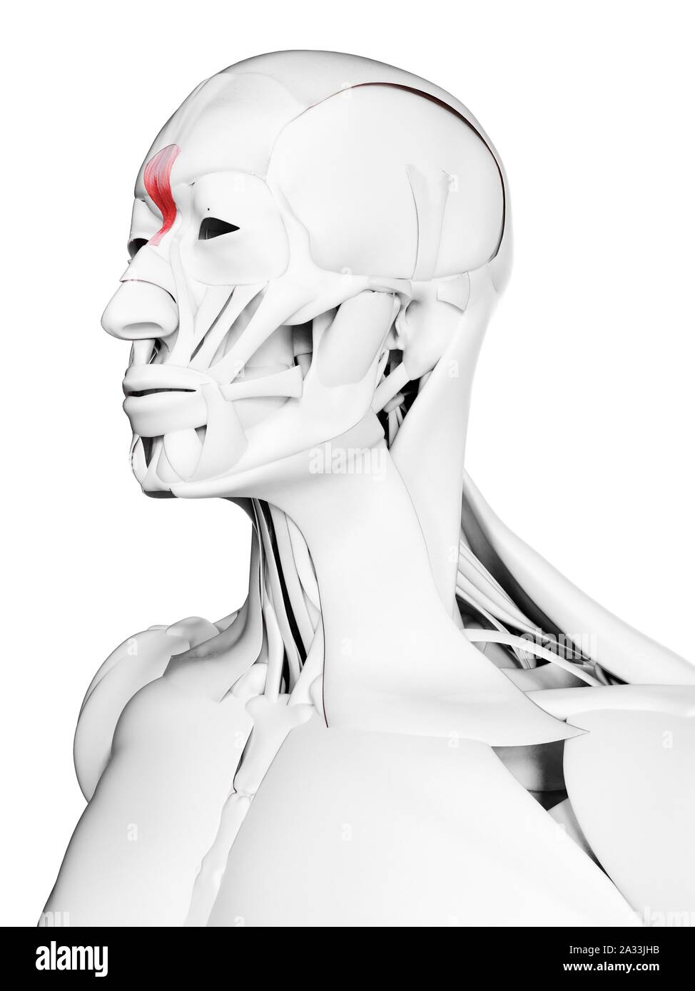 Procerus muscle, illustration Stock Photo - Alamy