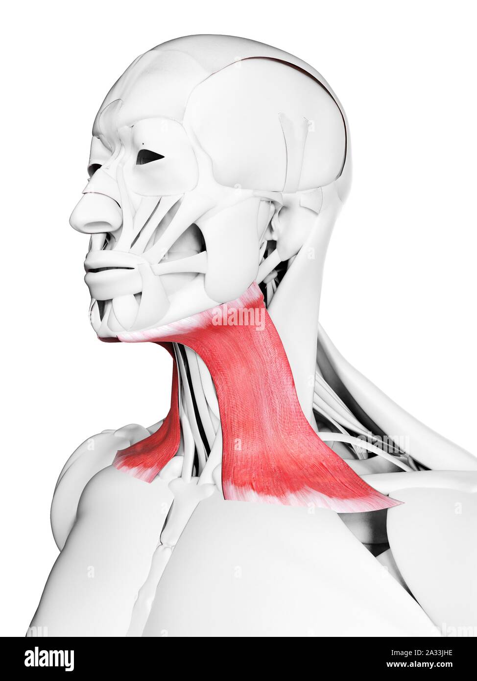 Platysma muscle, illustration Stock Photo - Alamy