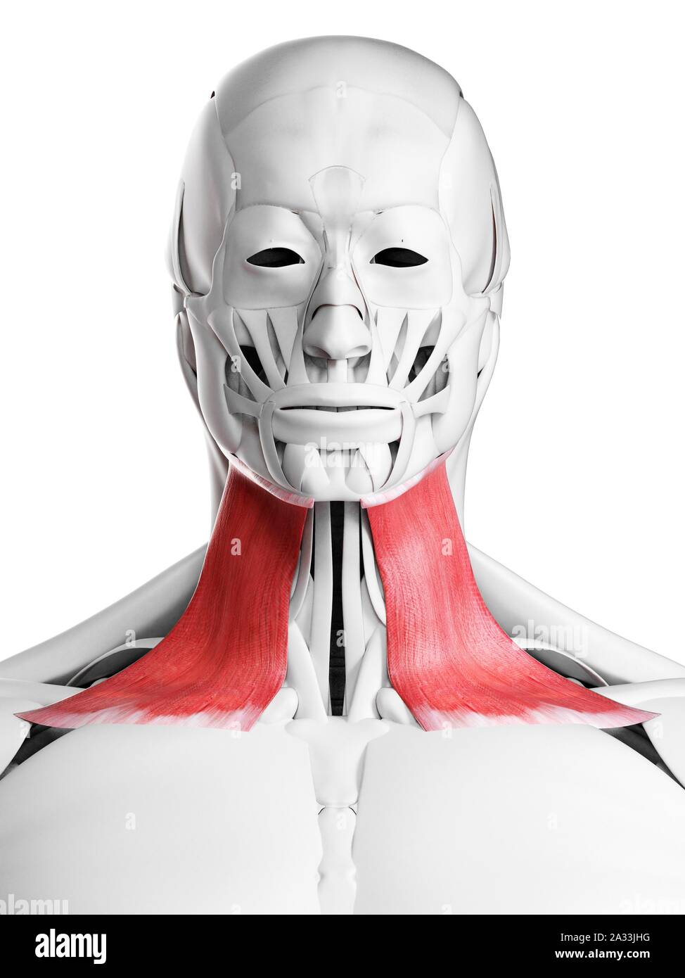 Platysma muscle, illustration Stock Photo - Alamy