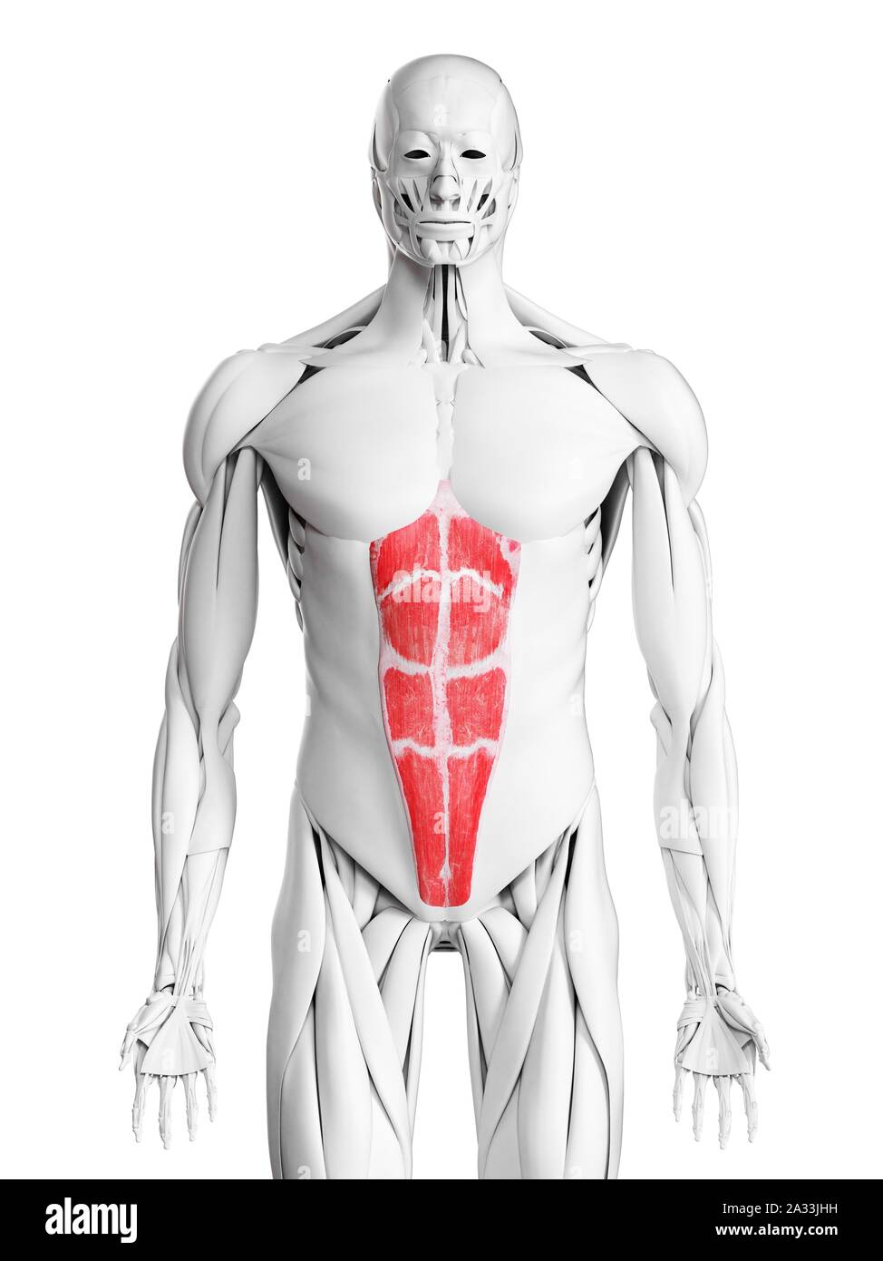 Rectus abdominis muscle, illustration Stock Photo - Alamy