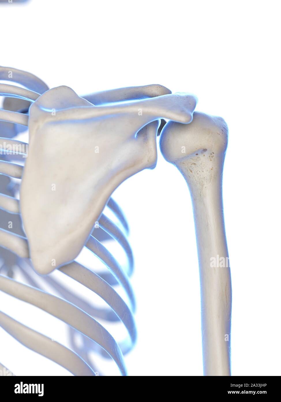 Shoulder joint, illustration Stock Photo - Alamy