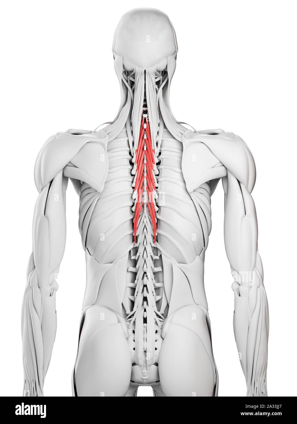Semispinalis thoracis muscle, illustration Stock Photo - Alamy