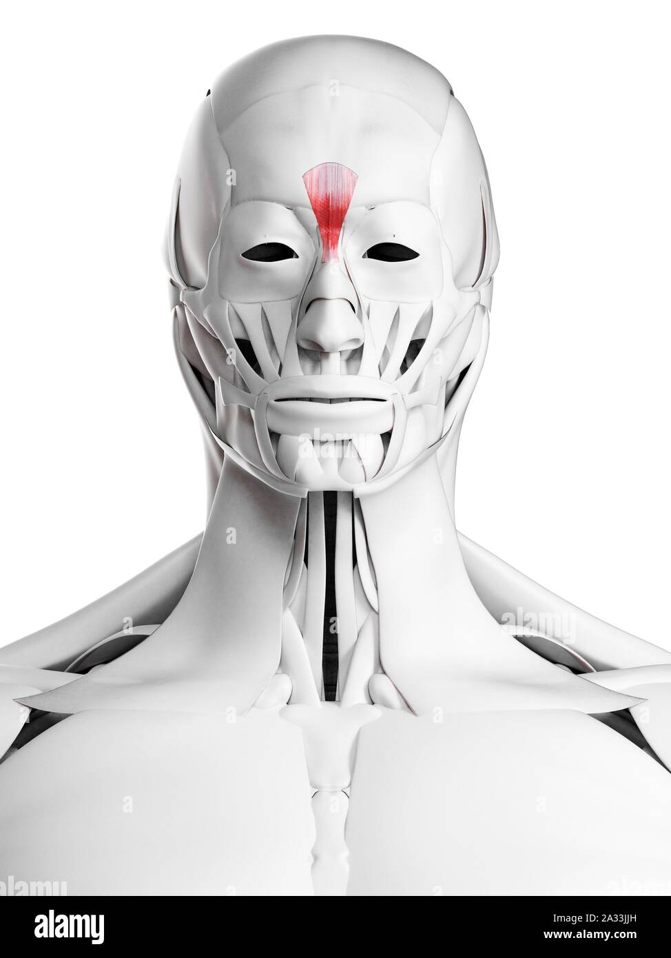 Procerus muscle, illustration Stock Photo - Alamy