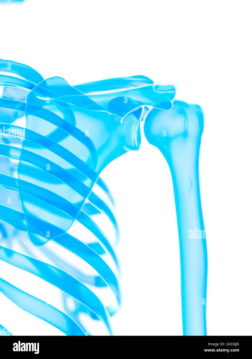 Shoulder joint, illustration Stock Photo - Alamy