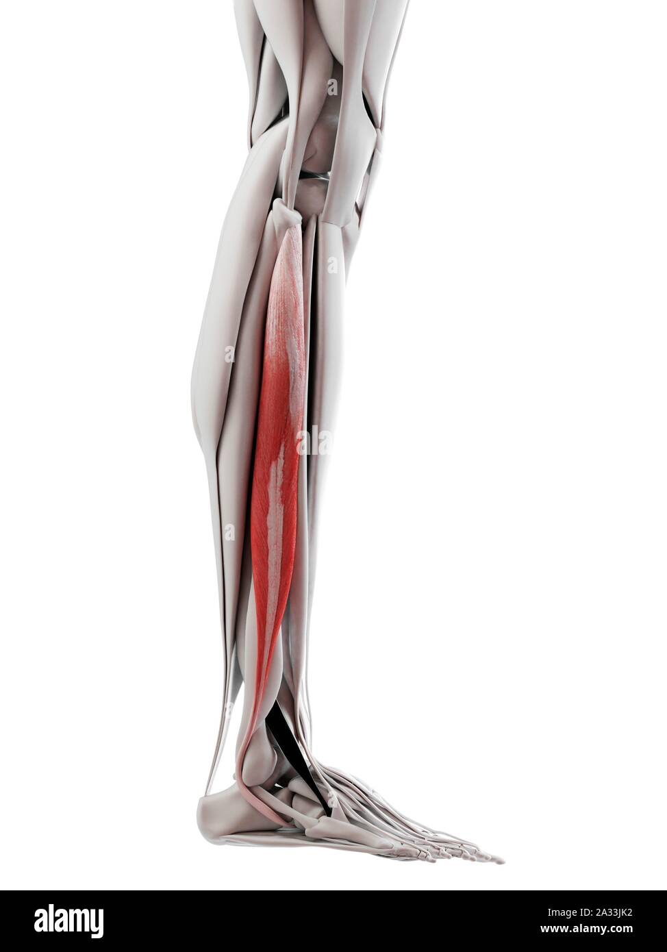 Peroneus longus muscle, illustration Stock Photo - Alamy