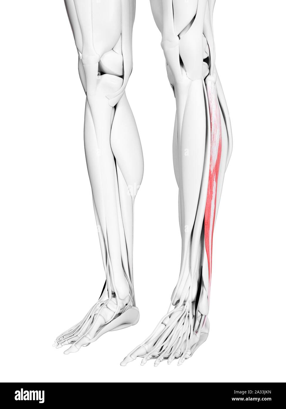 Peroneus longus muscle, illustration Stock Photo - Alamy