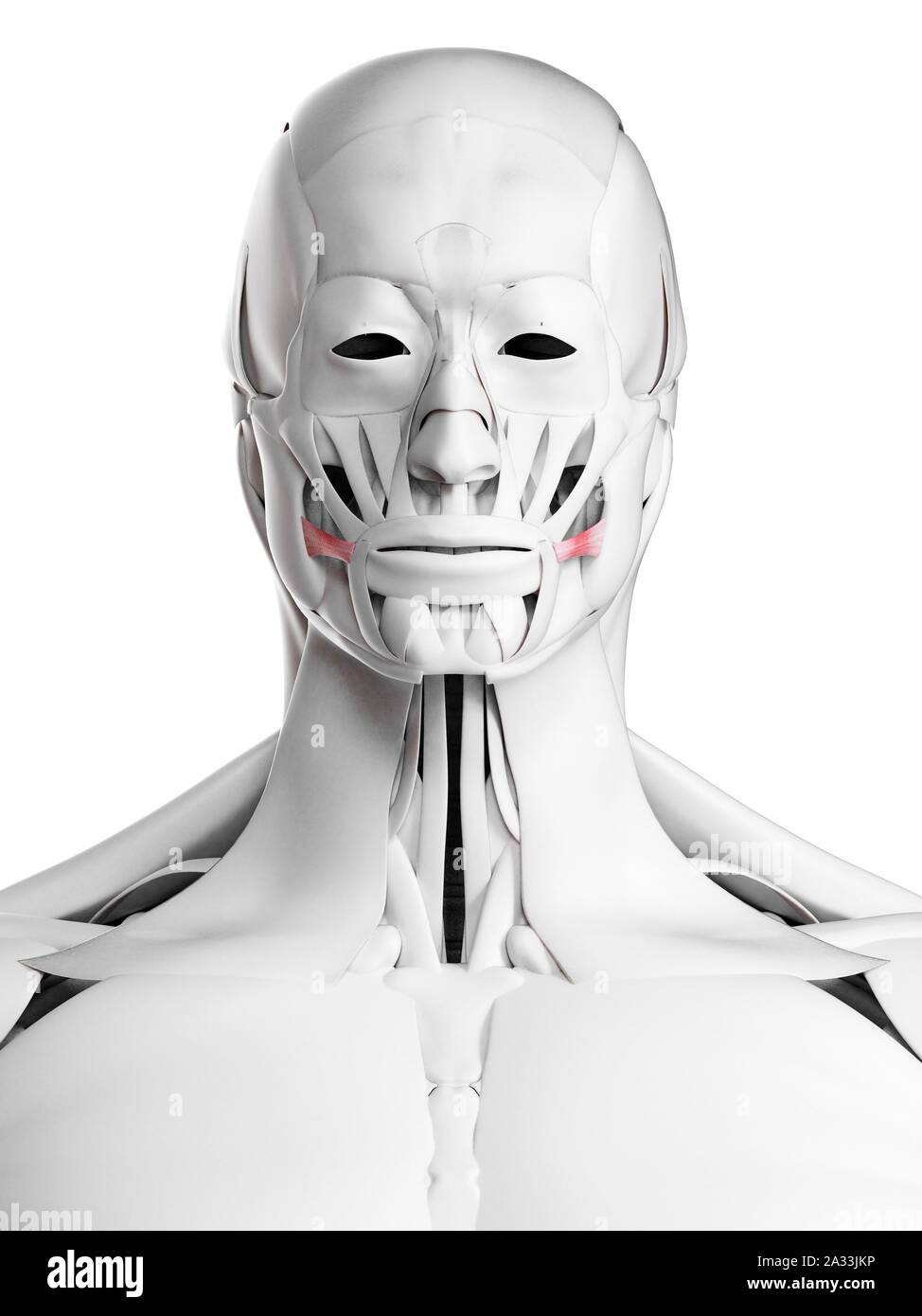 Risorius muscle, illustration Stock Photo - Alamy