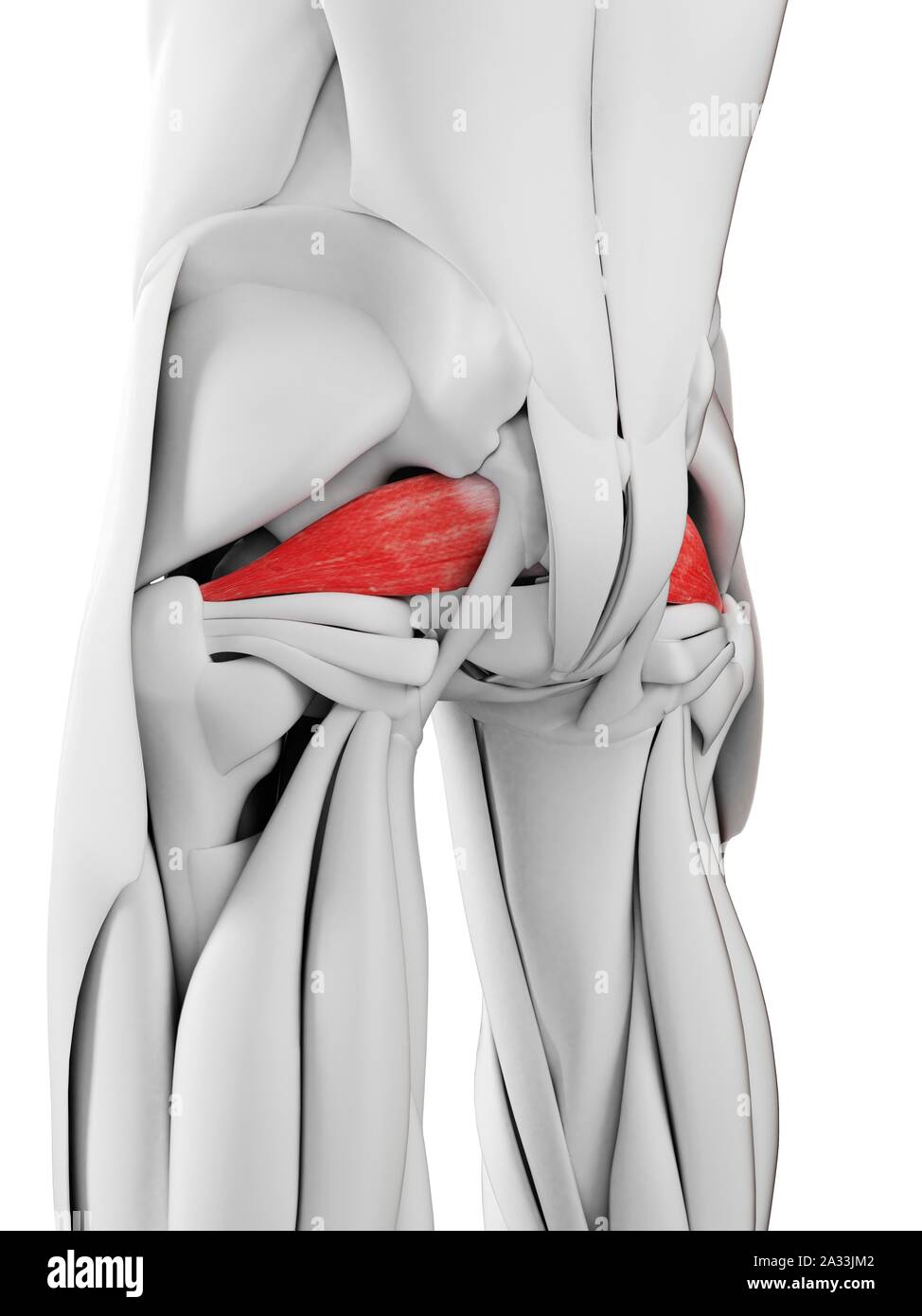 Piriformis muscle, illustration Stock Photo - Alamy