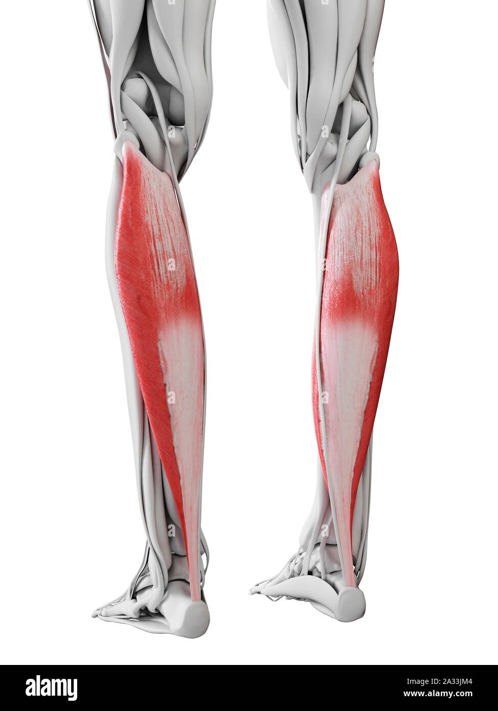 Soleus muscle, illustration Stock Photo - Alamy