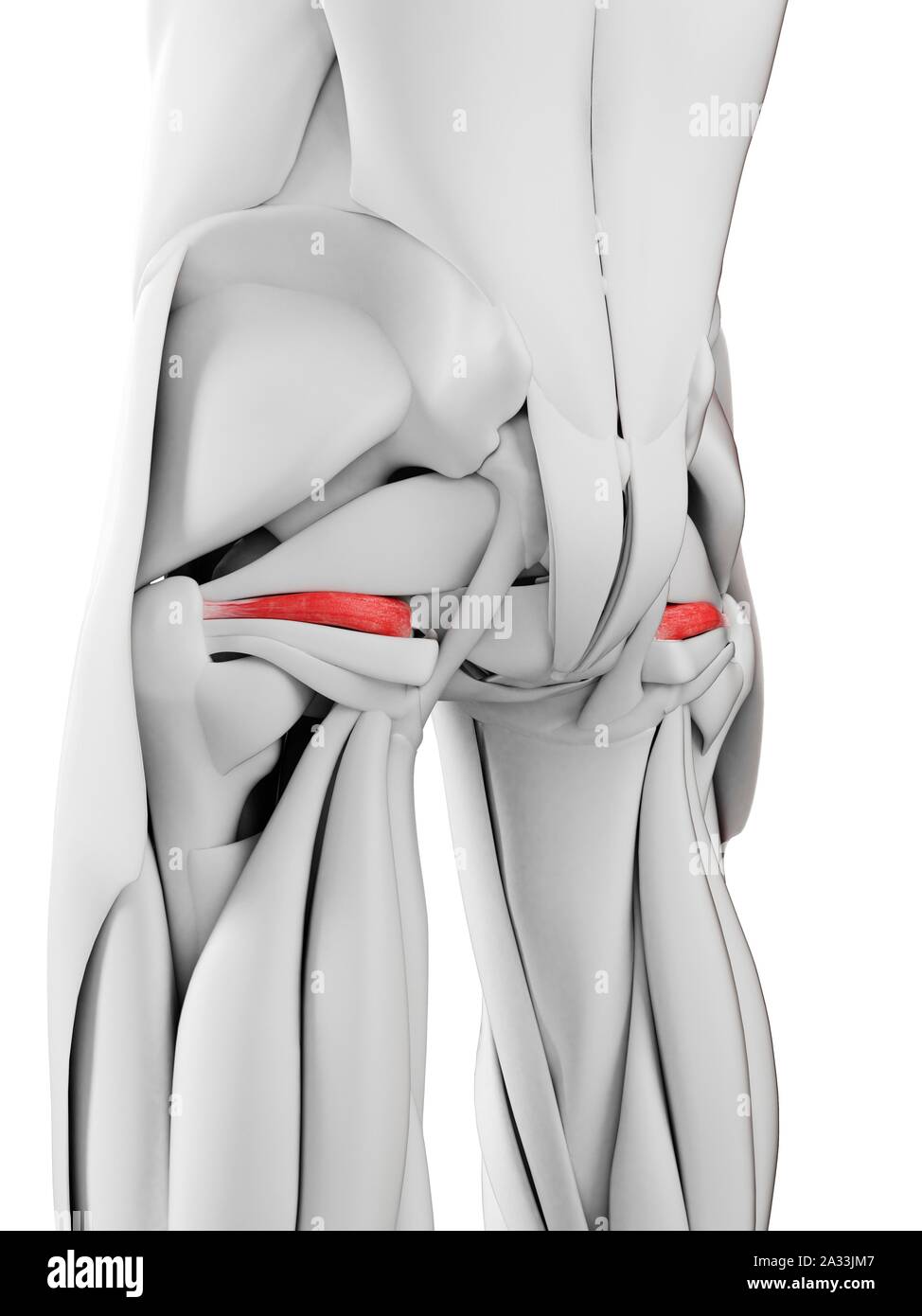 Superior gemellus hi-res stock photography and images - Alamy