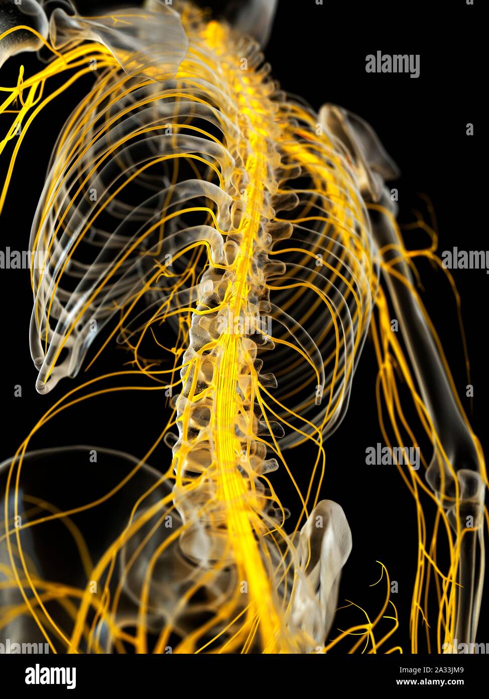 Spinal cord, illustration Stock Photo - Alamy