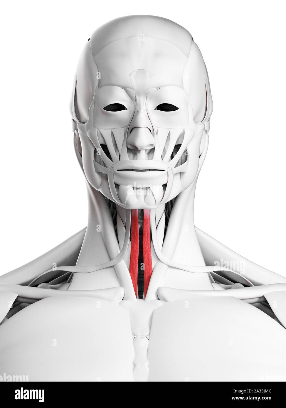 Sternohyoid muscle, illustration Stock Photo - Alamy