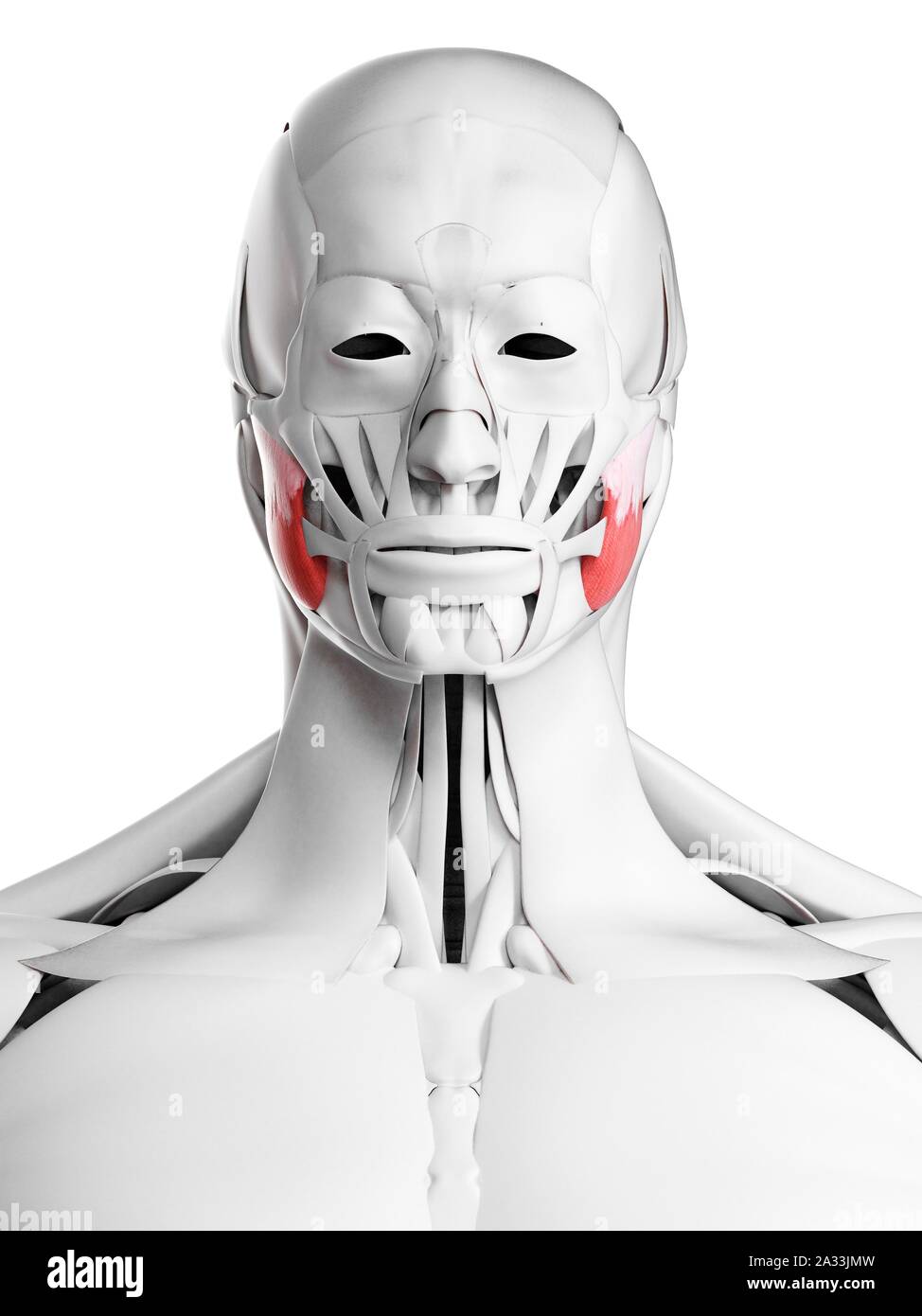 Superior masseter muscle, illustration Stock Photo - Alamy