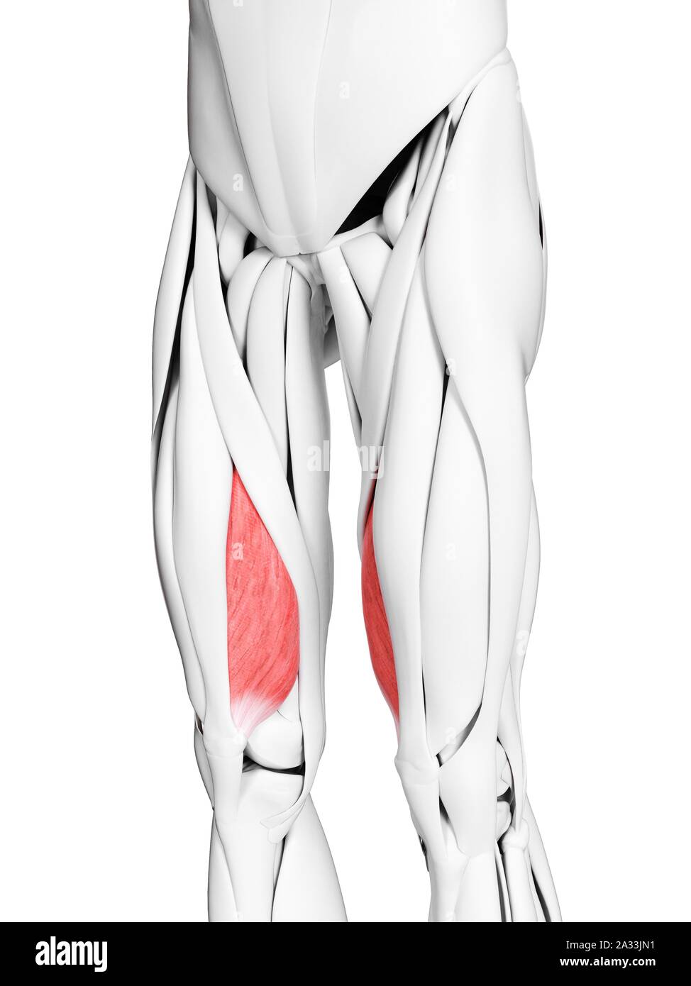 Vastus medialis muscle, illustration Stock Photo - Alamy