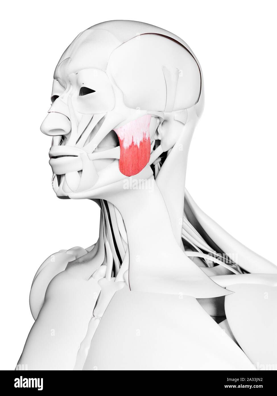 Superior masseter muscle, illustration Stock Photo - Alamy