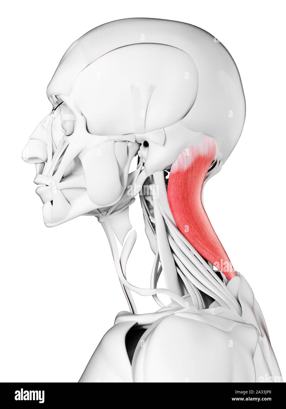 Splenius Capitis Muscle High Resolution Stock Photography and Images ...