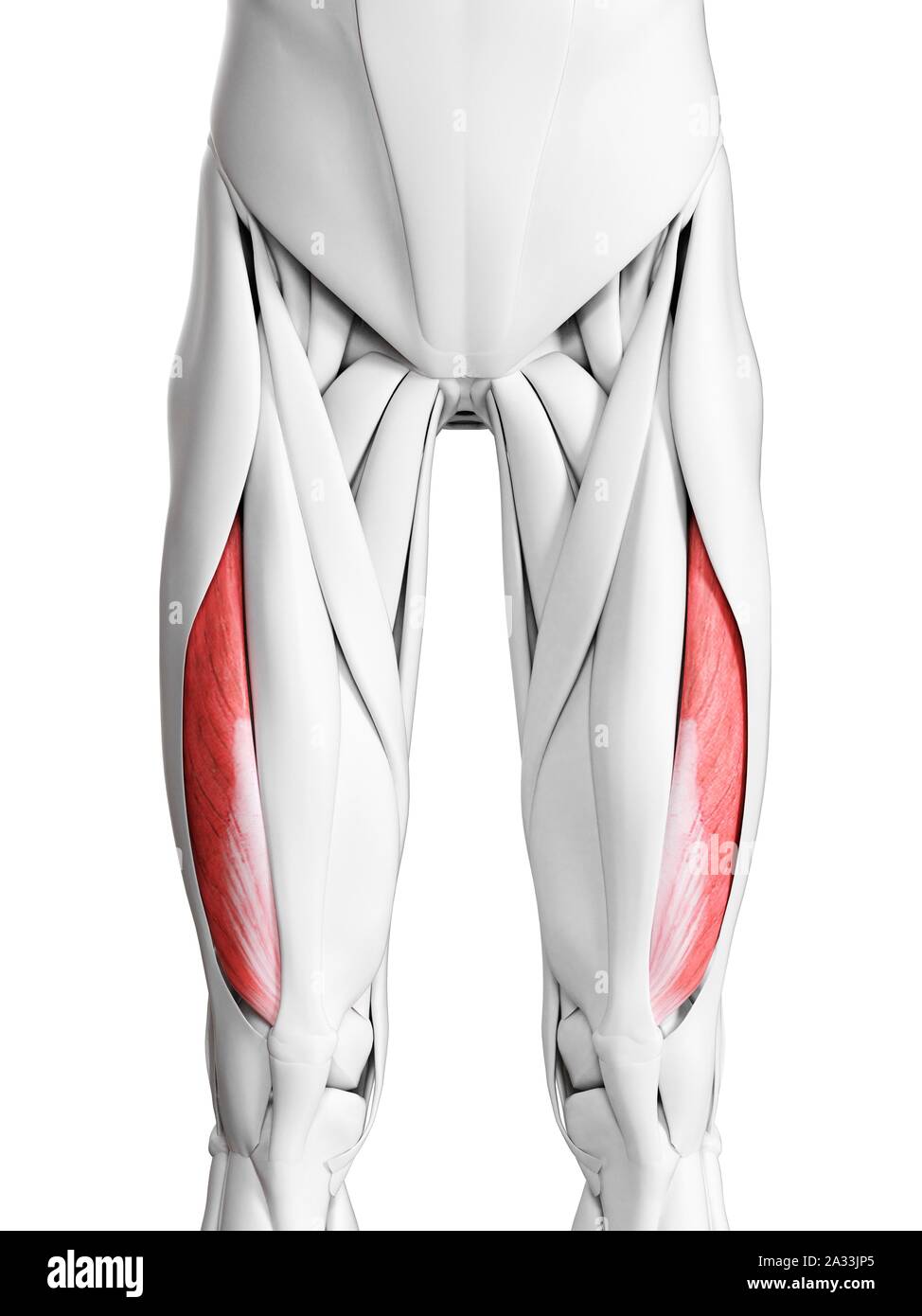 Vastus lateralis muscle, illustration Stock Photo - Alamy