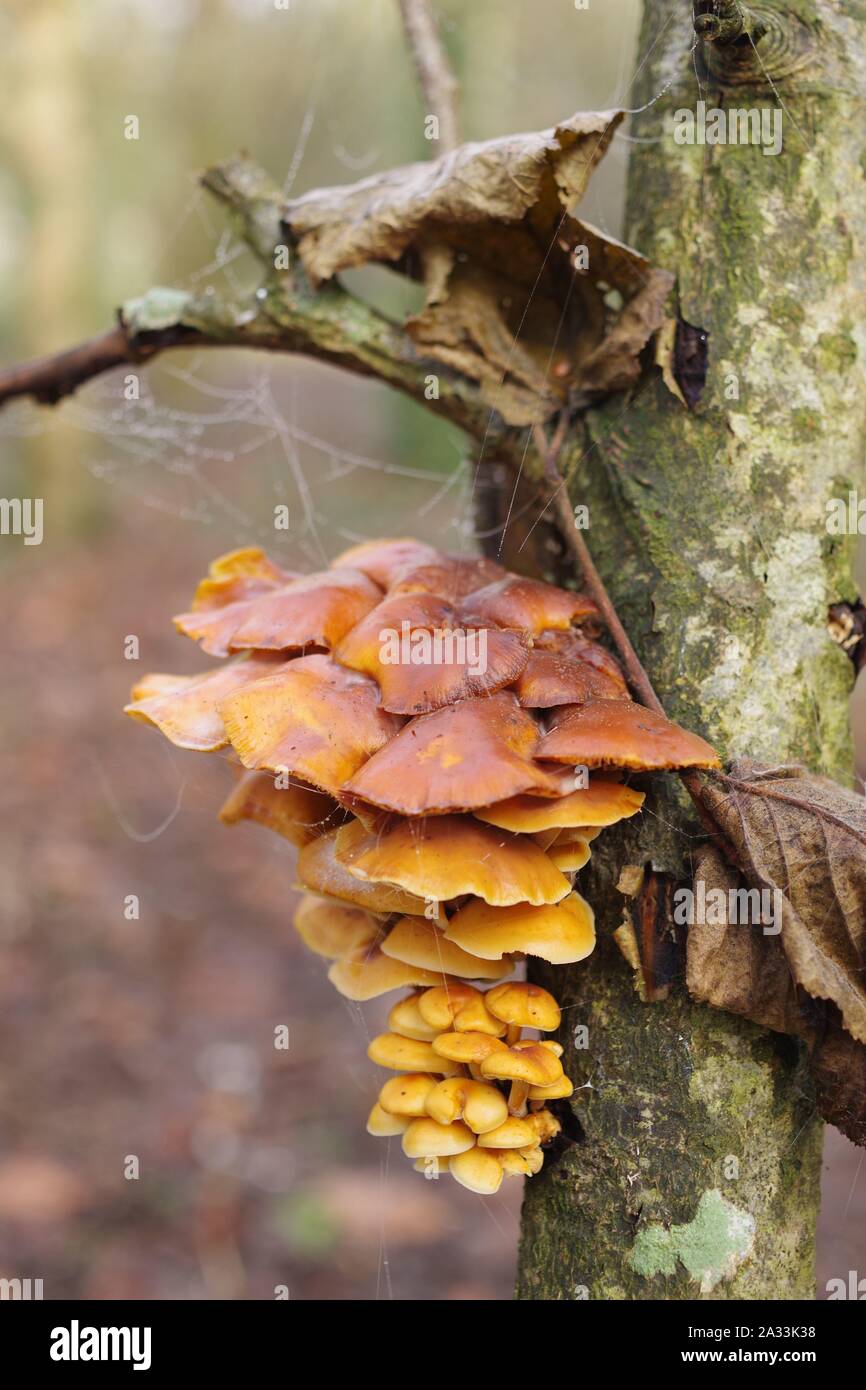Flammulina velutipes, winter fungus, growing on a broadleaved tree ...
