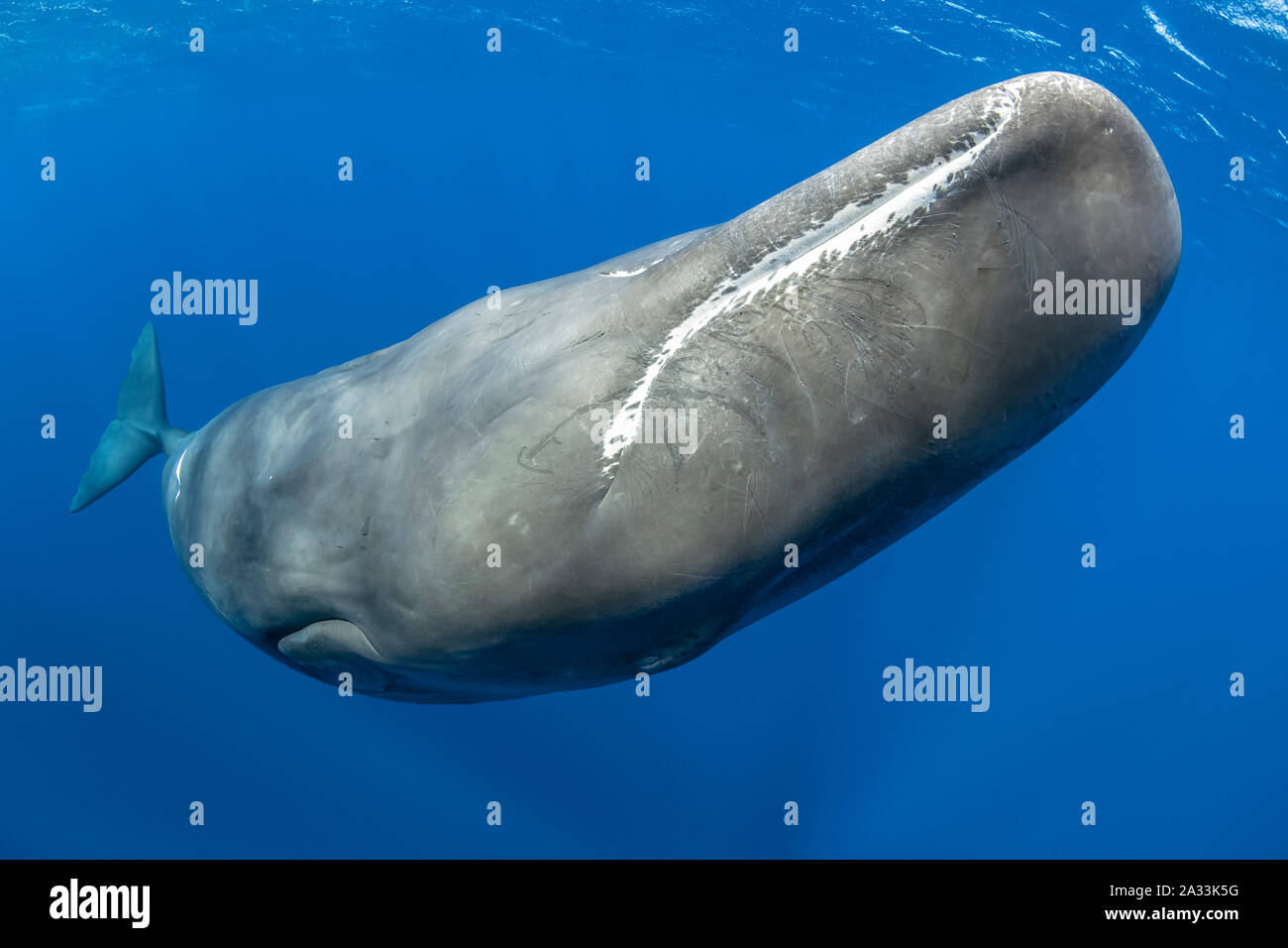 Fis under hi-res stock photography and images - Alamy
