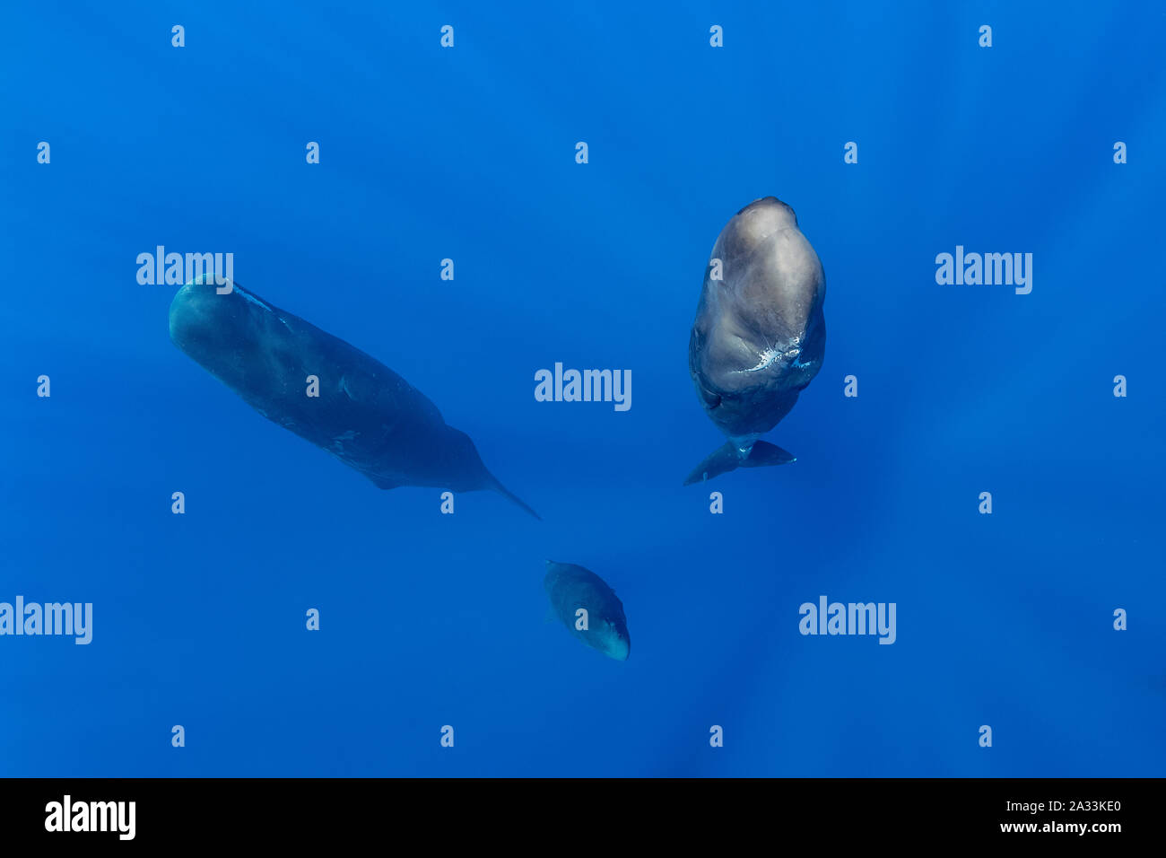 pod of sleeping sperm whales, Physeter macrocephalus, according to a study, sperm whales doze in ...