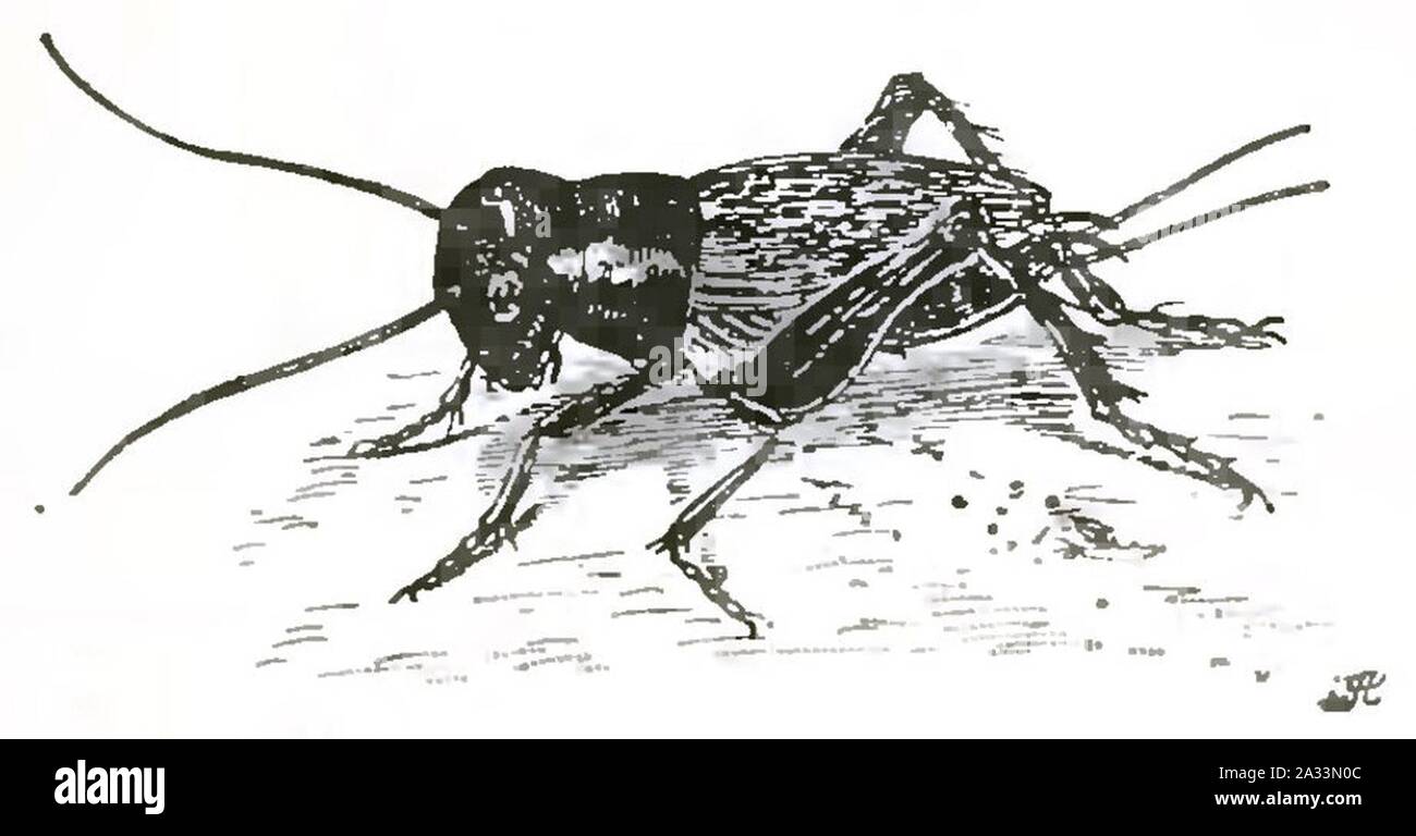 Ravageurs hi-res stock photography and images - Alamy