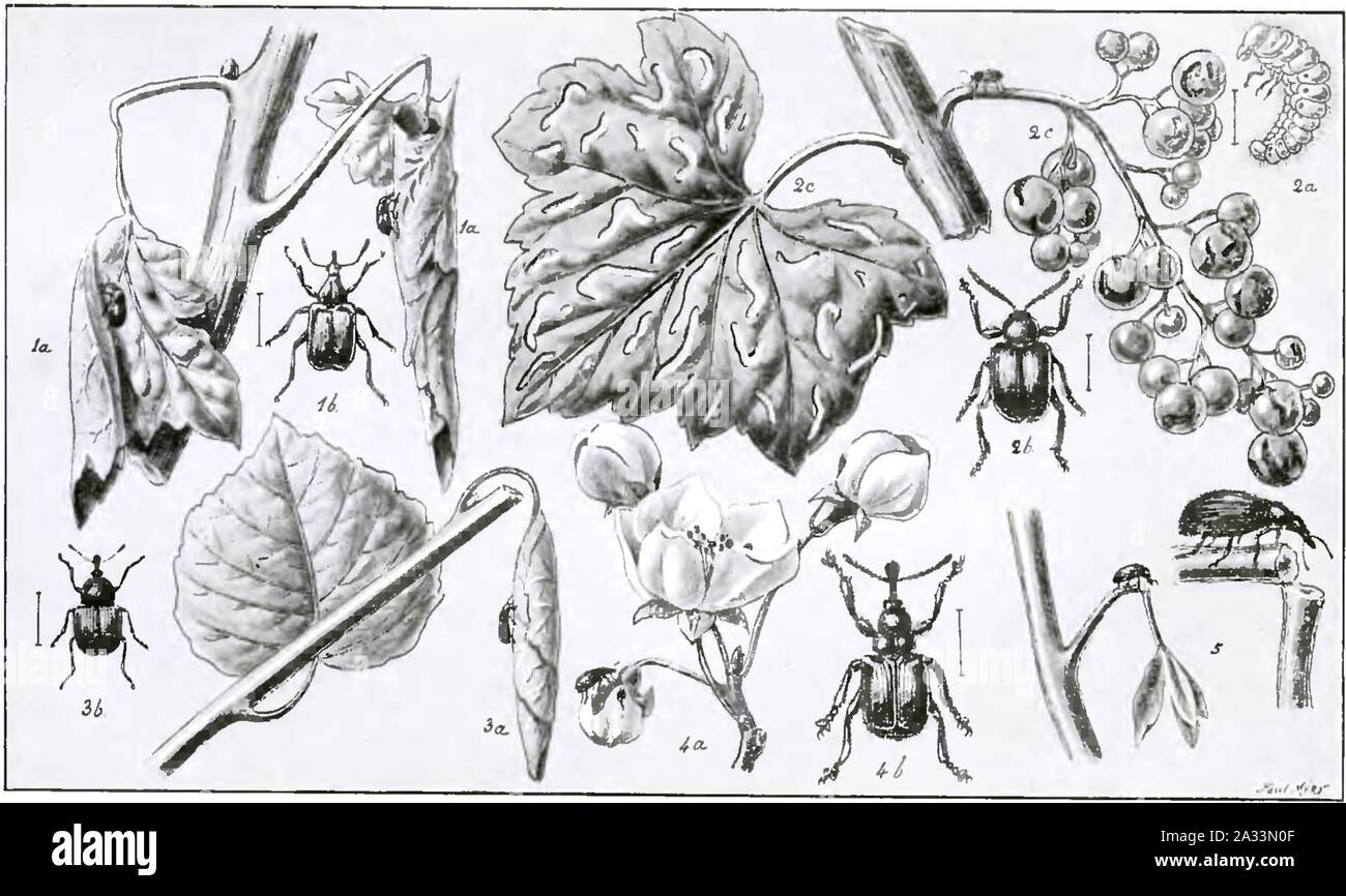 Ravageurs hi-res stock photography and images - Alamy